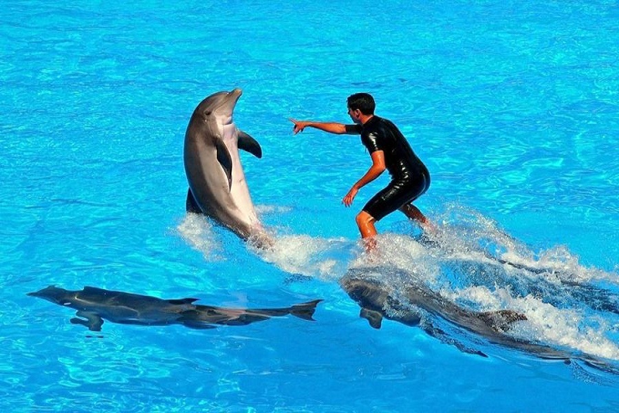 Dolphin Show From Hurghada - Aladdin Travels