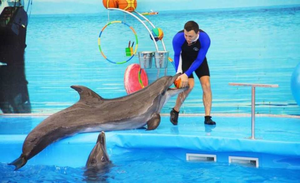 Dolphin Show in Sharm el Sheikh | Aladdin Travels