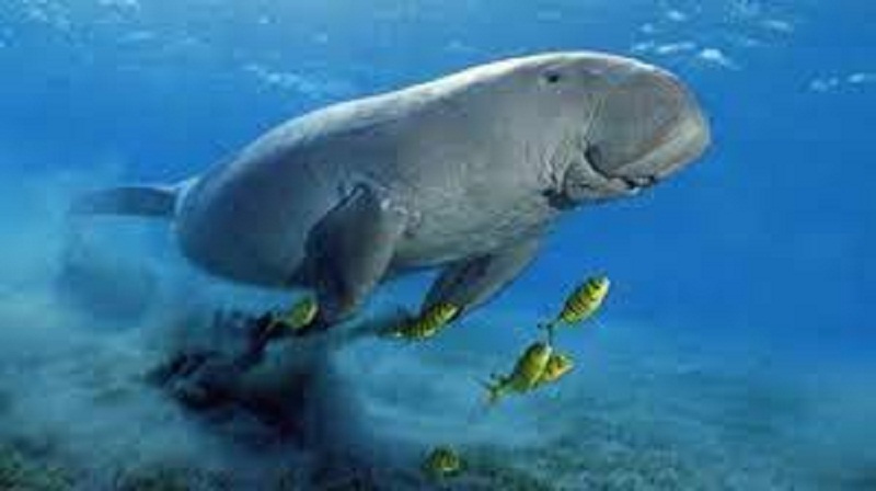 Abu Dabab Snorkeling Tours in Marsa Alam | Aladdin Travels